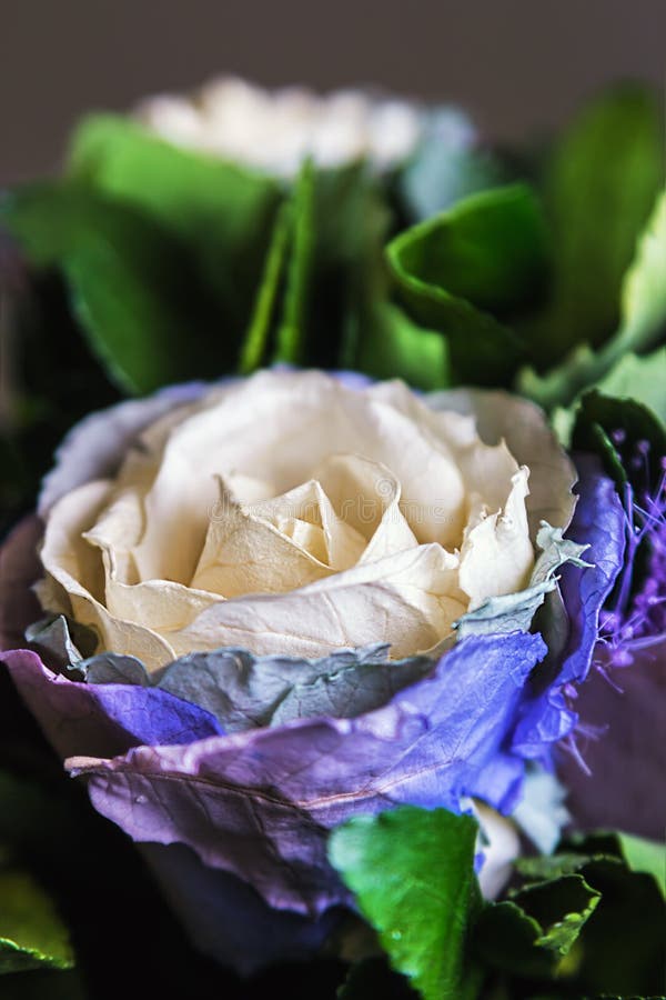 Stabilized Roses in a Pot. Modern Technologies in Horticulture Stock ...
