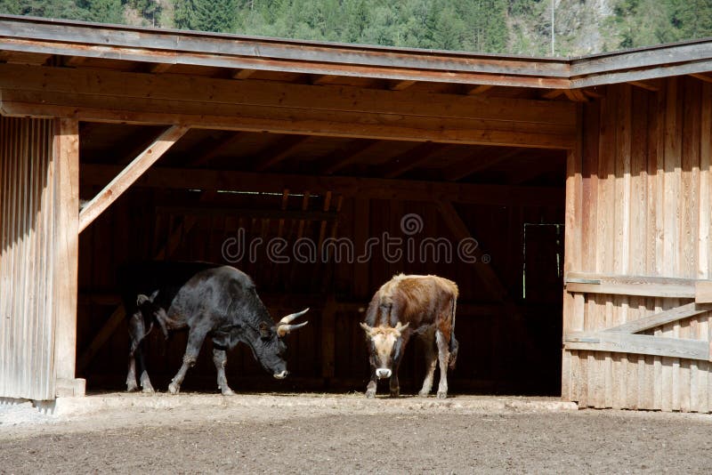 Stable stock photo. Image of countryside, farming, barn - 14697512
