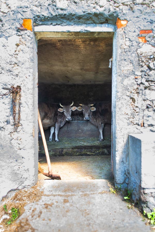 Stable with Cows in the Italian Alps Stock Image - Image of local, dirt ...