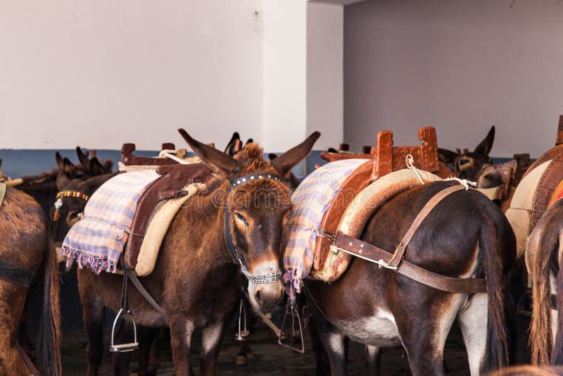 Stable with donkeys . stock photo. Image of buildings - 96277806