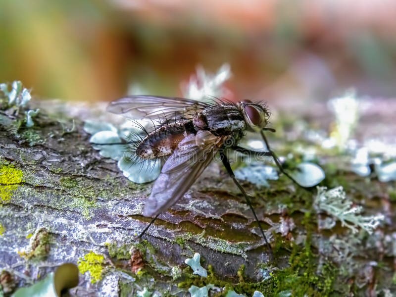Stable Fly Standing on a Tree Branch Stock Photo - Image of closeup ...