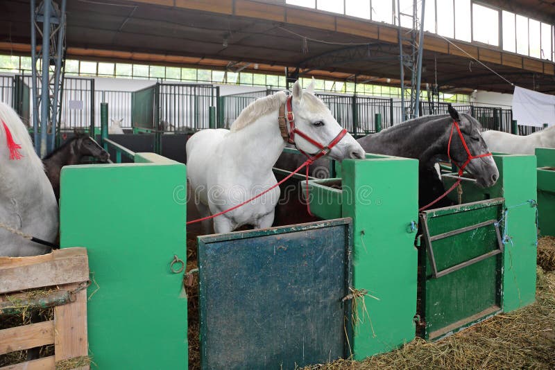 Stable stock image. Image of stalls, farm, livestock - 118137949