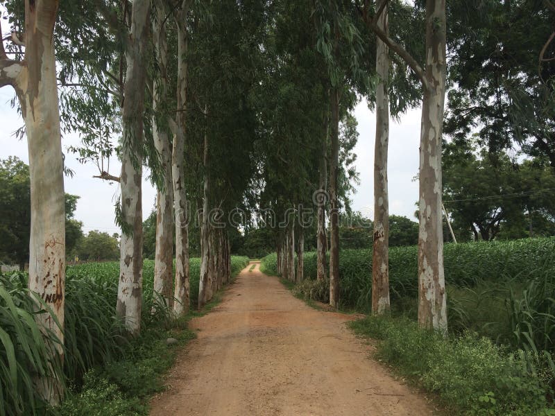 Stable trees stock image. Image of entry, nice, stable - 77357739