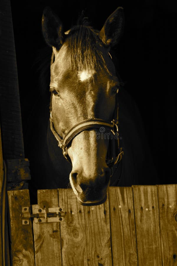 Stabled horse stock photo. Image of eyes, head, beautiful - 7055162