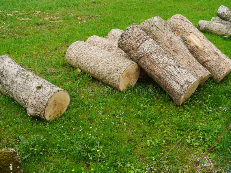 Stabled Logs Nature Trunk Wood Stock Image - Image of macro, green ...