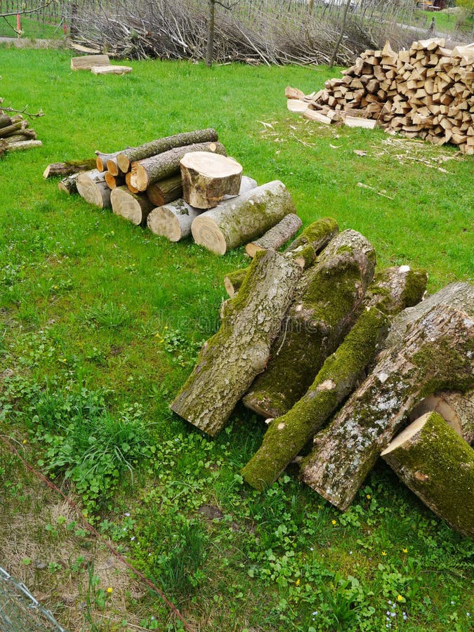Stabled Logs Nature Trunk Wood Stock Image - Image of lumber, firewood ...