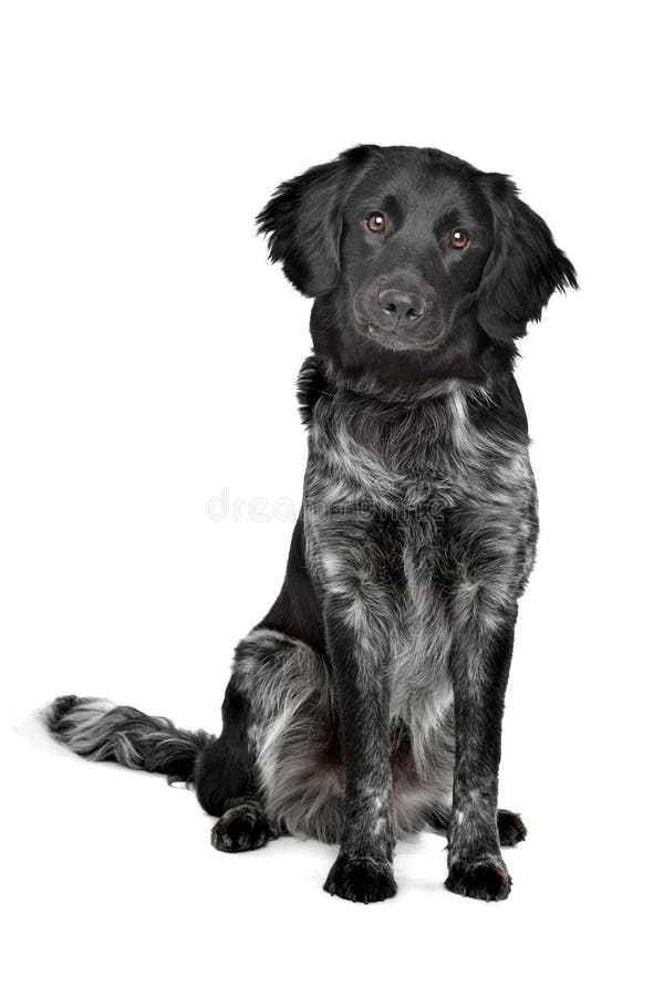 Stabyhoun or Frisian Pointer Stock Image - Image of domestic, pedigree ...