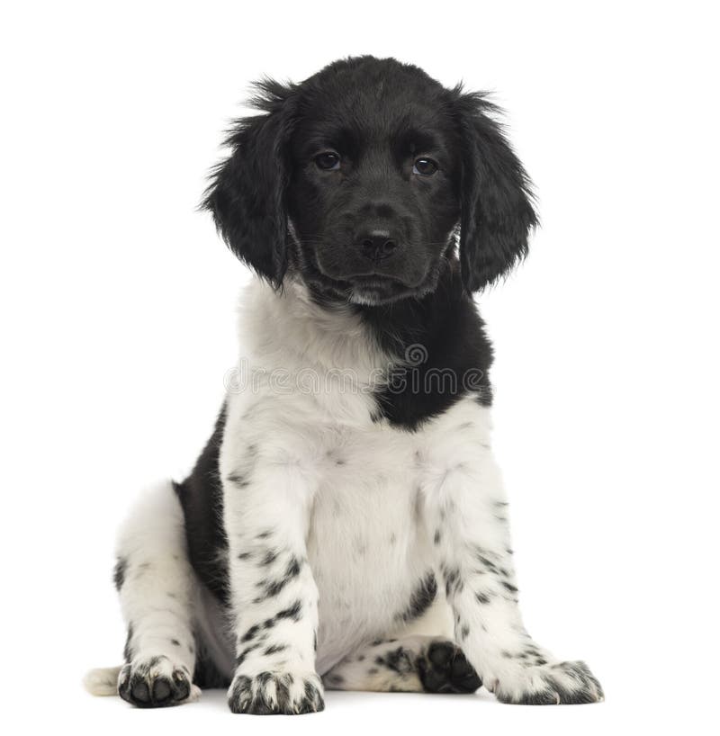 Stabyhoun Puppy Sitting, Facing, Stock Image - Image of looking ...