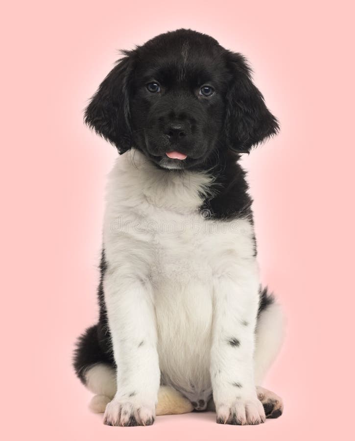 Are Stabyhoun Good With Kids