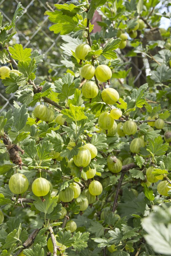 Fotos - Kostenlose und Royalty-Free Stock-Fotos von Dreamstime