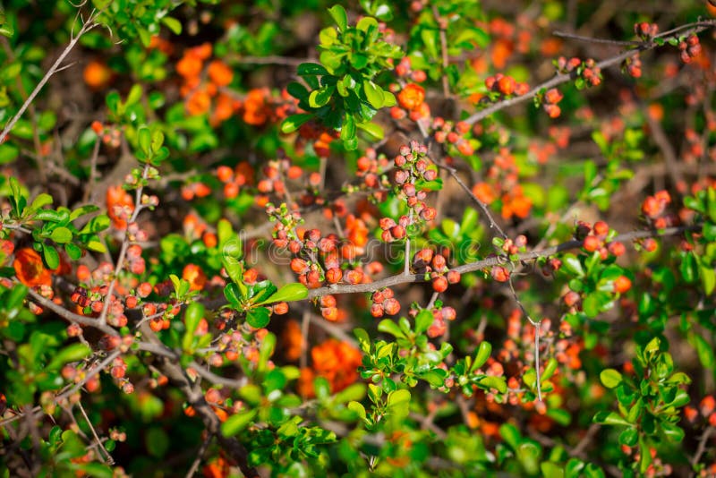 Stachelbeerbusch Mit Den Roten Knospen Stockbild - Bild von rosa, blüte ...