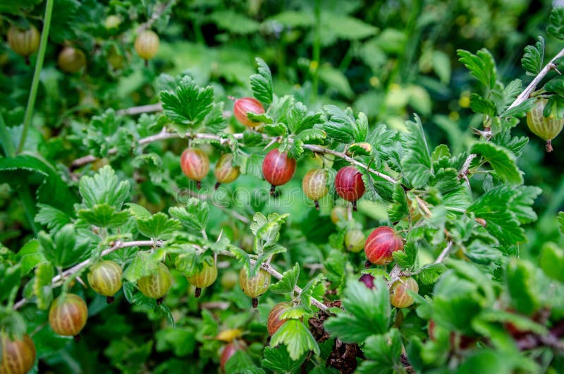 Stachelbeere stockbild. Bild von bunt, hell, garten - 105608375