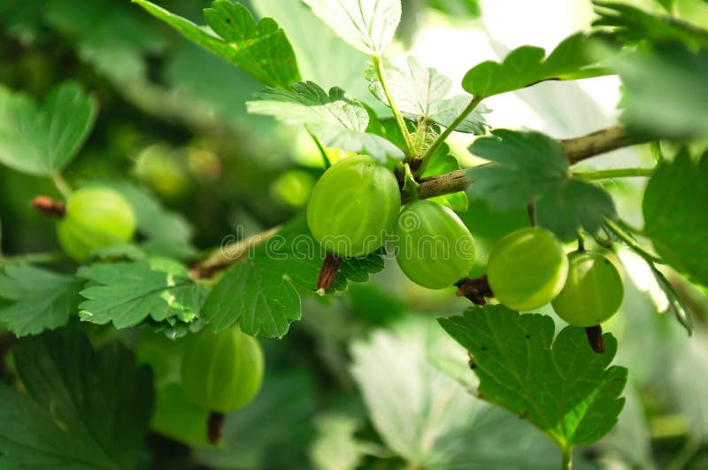 Stachelbeeren stockfoto. Bild von gesund, sammeln, landwirtschaft ...