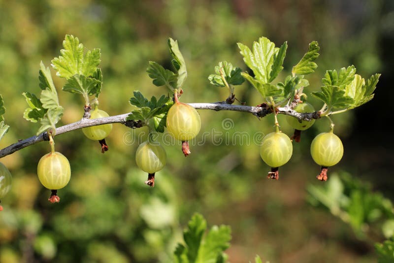 Beeren Auf Dem Busch. Stachelbeerbusch. Beeren Unter Dem Laub ...