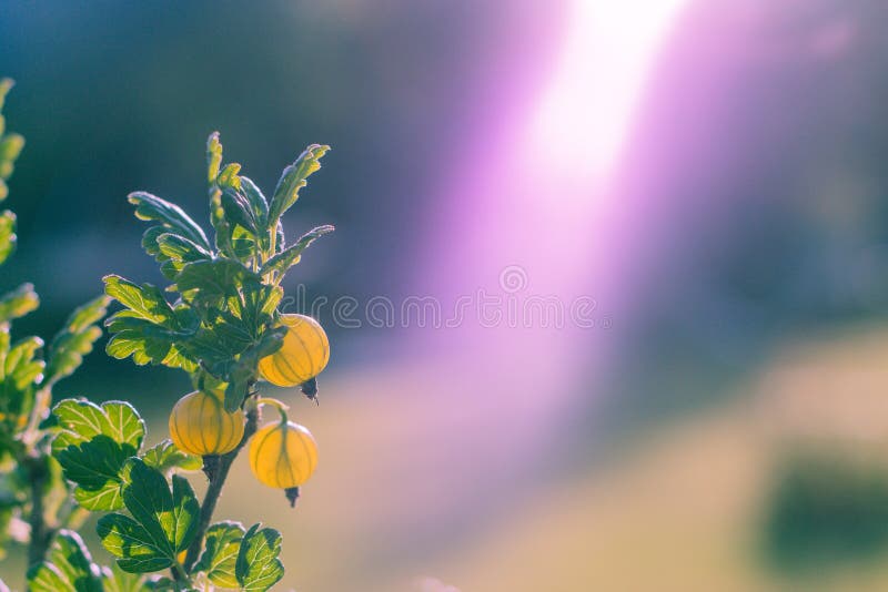 Stachelbeerenribes Uva-crispa Auf Stachelbeerbusch Stockfoto - Bild von ...