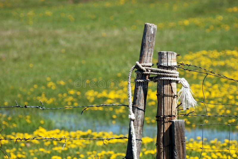 Vogel auf Stacheldraht stockfoto. Bild von draht, stillstehen - 2064408