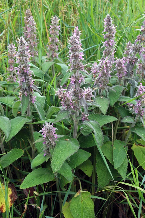 Stachys Germanica Grows in Nature Stock Image - Image of ears, leaf ...