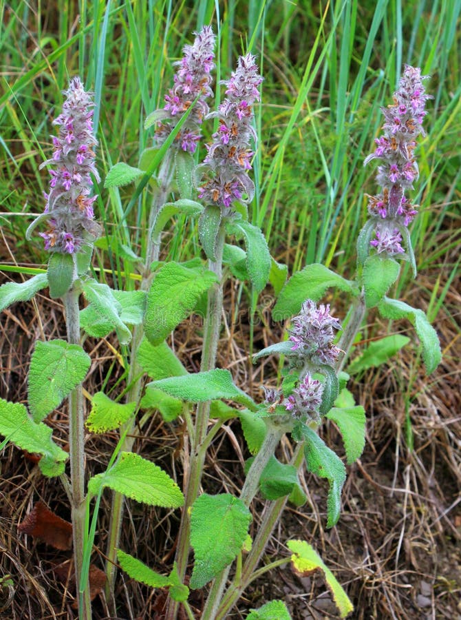 Stachys Germanica Grows in Nature Stock Photo - Image of garden, macro ...