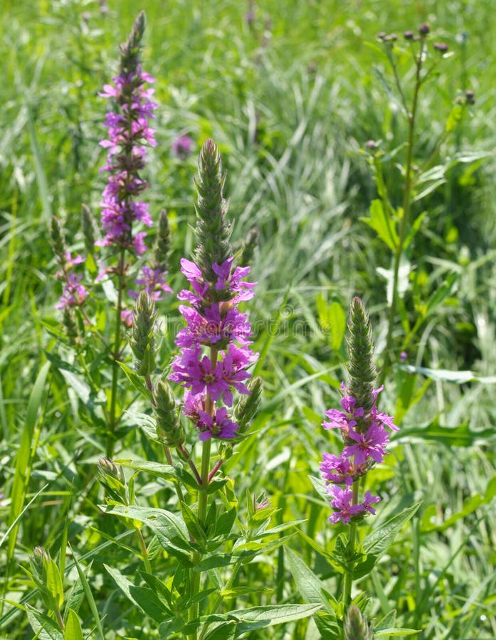 Stachys Palustris Grows among Grasses in Nature Stock Image - Image of ...