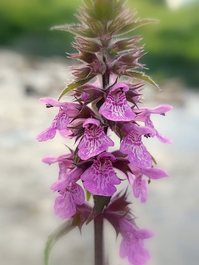 Stachys palustris stock image. Image of hedgenettle - 270344757