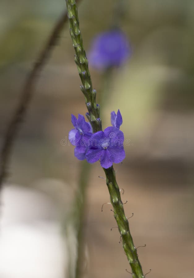 Stachytarpheta Jamaicensis or Blue Snake Weed Stock Photo - Image of ...