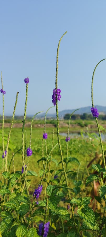 Lamiids Stock Photos - Free & Royalty-Free Stock Photos from Dreamstime