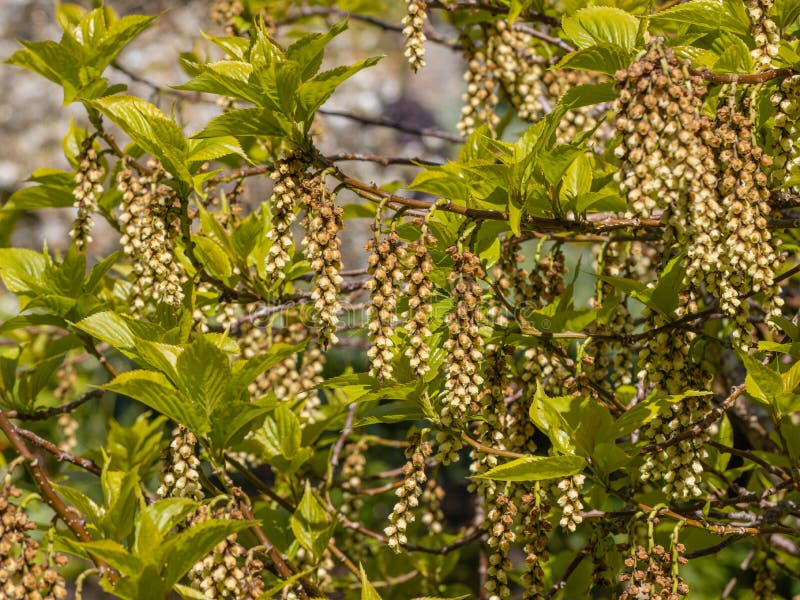 Stachyurus Praecox Stock Photos - Free & Royalty-Free Stock Photos from ...