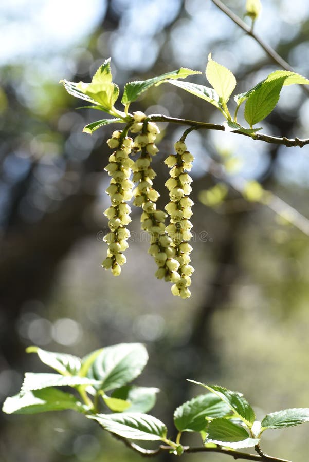 Stachyurus praecox stock photo. Image of stachyurus - 113288964