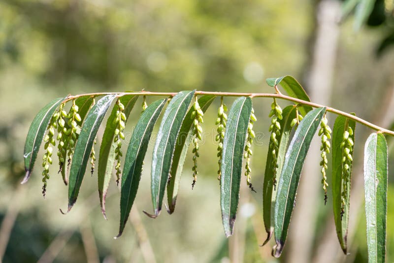 Stachyurus salicifolius stock photo. Image of close - 251824006