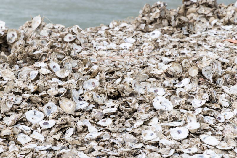 Stack of oyster shell stock photo. Image of nature, textured - 322131496