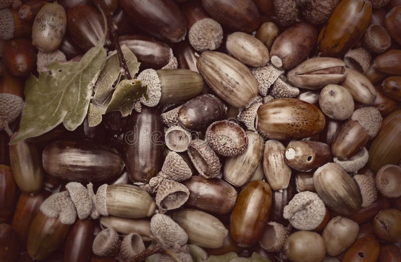 Stack of Acorns. Natural Autumnal Background Stock Image - Image of ...