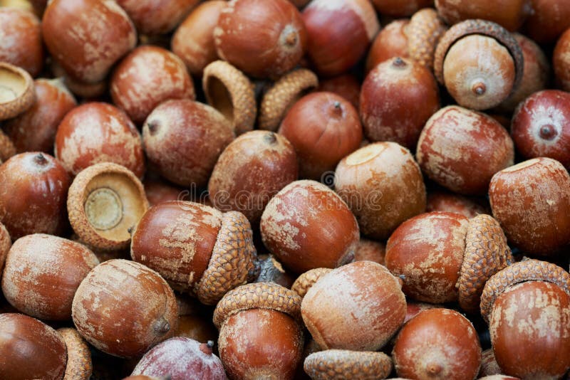 Stack of acorns stock image. Image of fresh, husk, october - 78645163