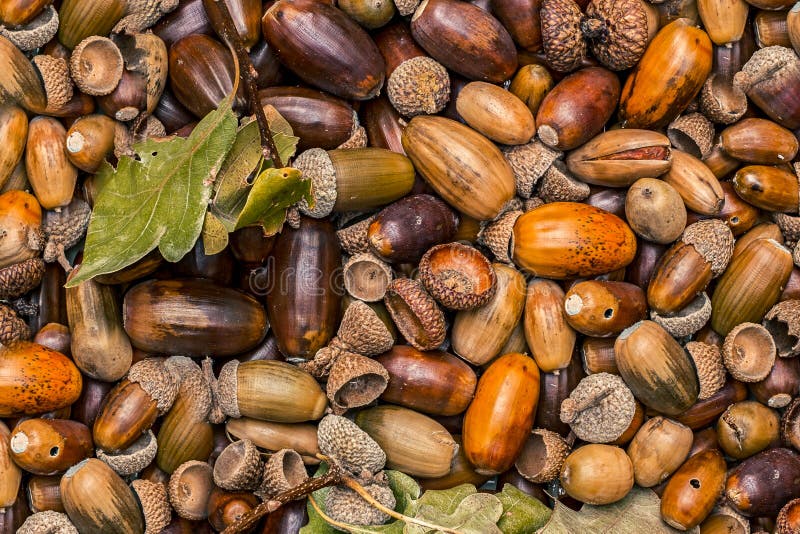 Stack of Acorns. Natural Autumnal Background Stock Image - Image of ...