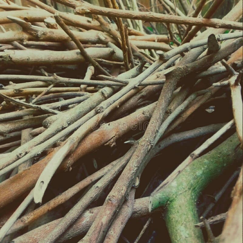 Stack of Aesthetic Wooden Branches Stock Image - Image of yellow ...