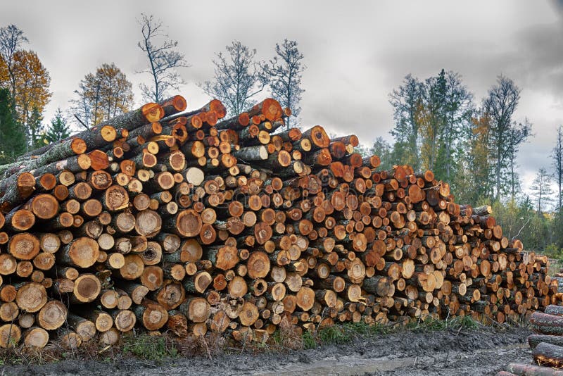 Log stack with alder trees stock photo. Image of forestry - 169023924