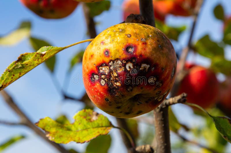 Symptoms of Candida Overgrowth - Infographics or Mind Map Sketch ...