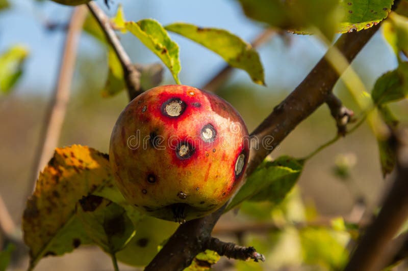 A Stack of Apple Scab Diseases and Symptoms with Apple Trees Stock ...