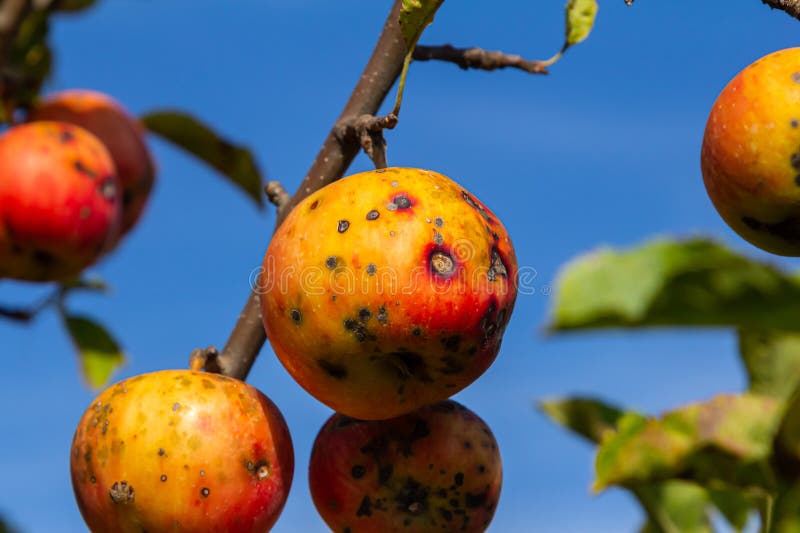 A Stack of Apple Scab Diseases and Symptoms with Apple Trees Stock ...