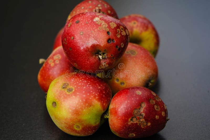 Fungal infection of apples stock photo. Image of candida - 123523252