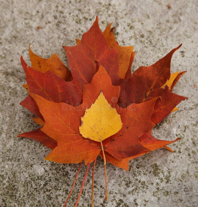 Stack of Autumn Leaves stock photo. Image of seasonal - 34575532