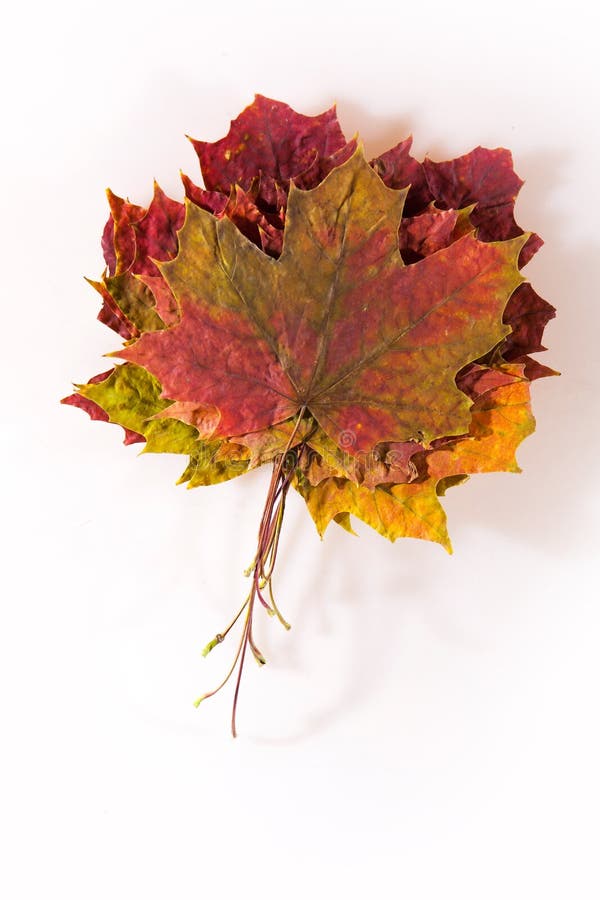A Stack of Autumn Maple Leaves. White Background Stock Image - Image of ...