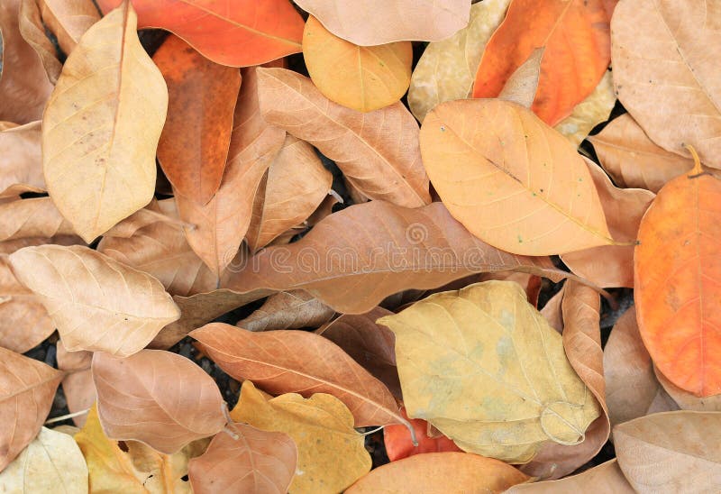 Stack Background of Brown Dry Leaves on Ground in Forest Stock Photo ...