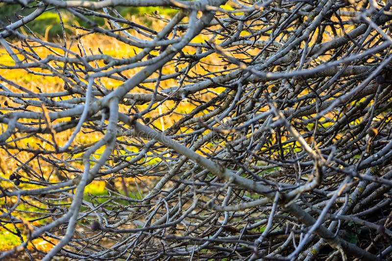 Stack of Bare Tree Branches Outdoors Stock Image - Image of environment ...