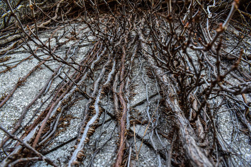 Stack of Bare Tree Logs and Branches on the Ground Stock Image - Image ...