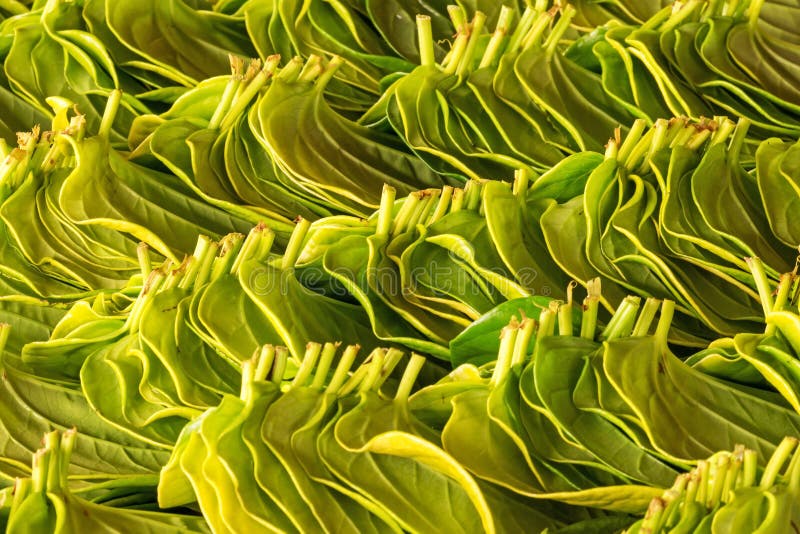 Stack of Betel Leaves stock photo. Image of food, addiction - 105957356