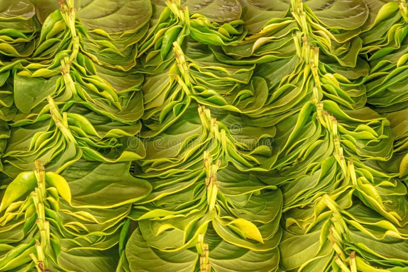 Stack of Betel Leaves stock image. Image of asia, chewing - 105957451