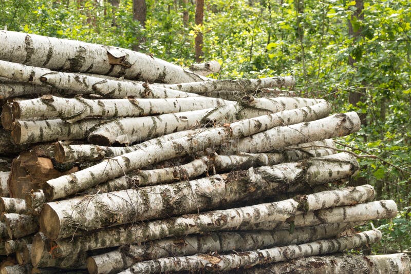 5,405 Birch Logs Stock Photos - Free & Royalty-Free Stock Photos from ...