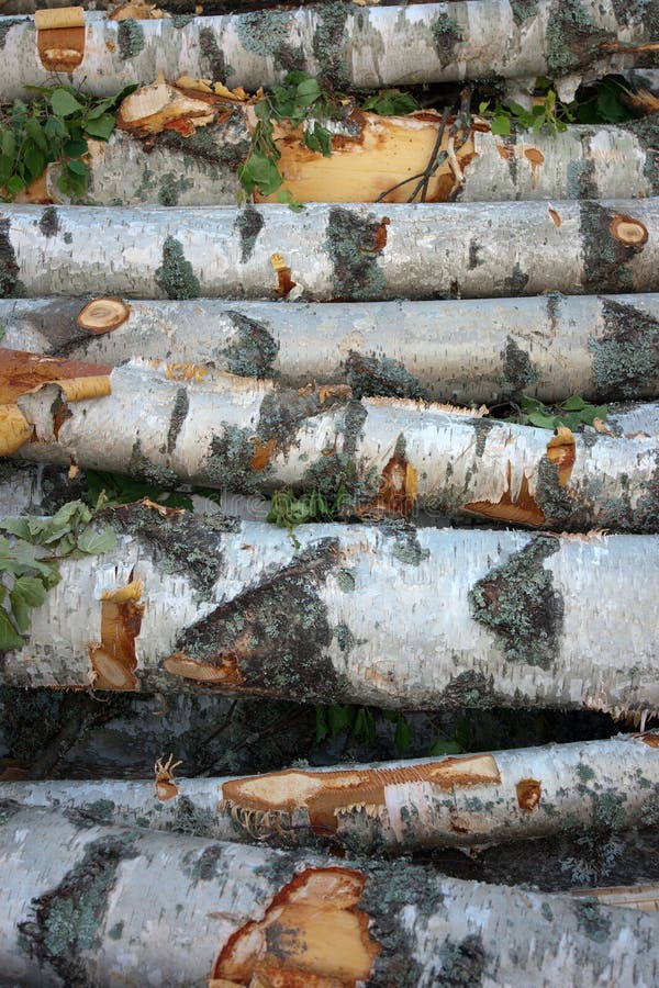 Stack of birch trees stock image. Image of bark, plant - 22983637