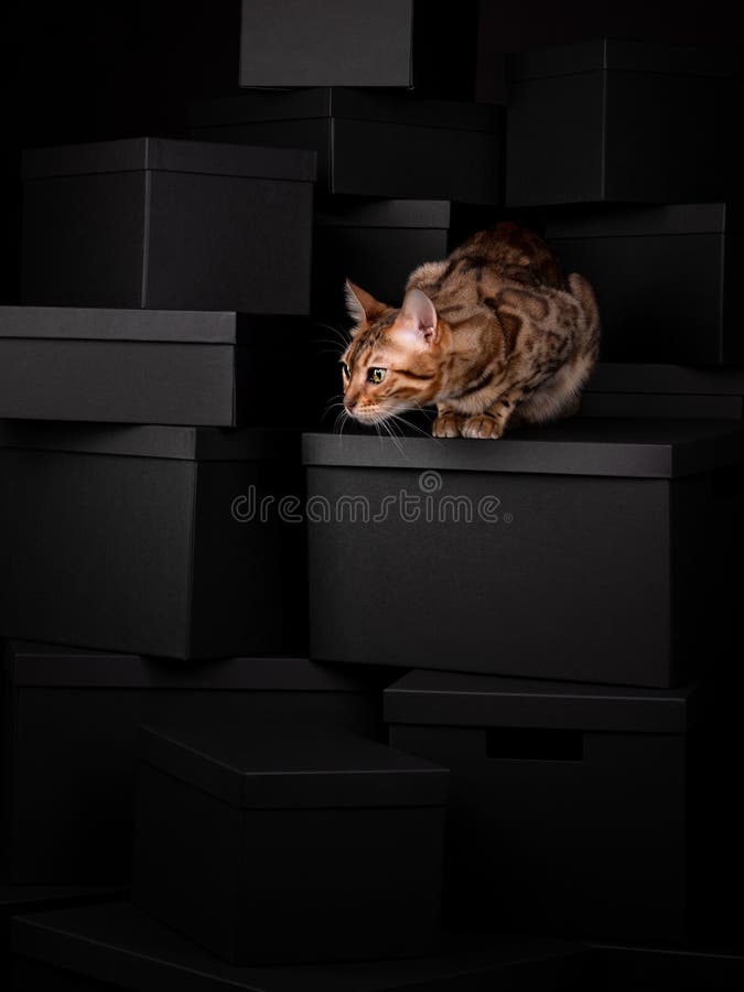 Stack of Black Boxes stock photo. Image of looking, geometric - 238850706
