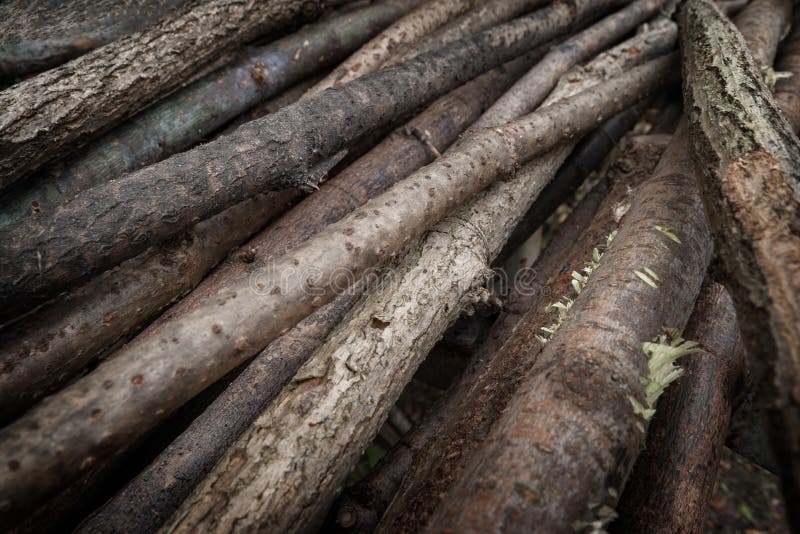Stack of Branches. Cut Branches. Wood for a Fire Stock Image - Image of ...